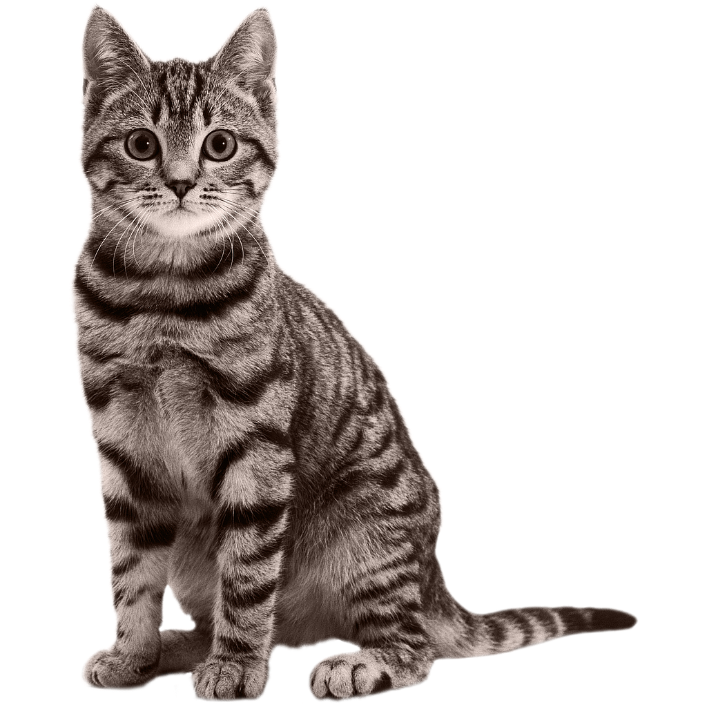 Accesorio Gato – G-Pet Veterinaria